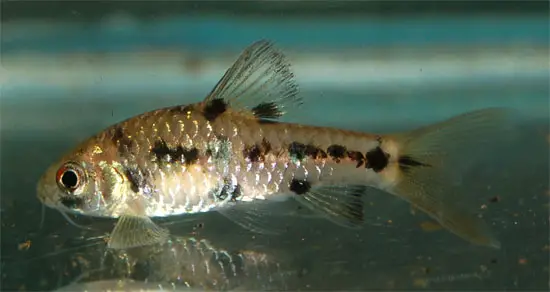 Barbodes - Alchetron, The Free Social Encyclopedia