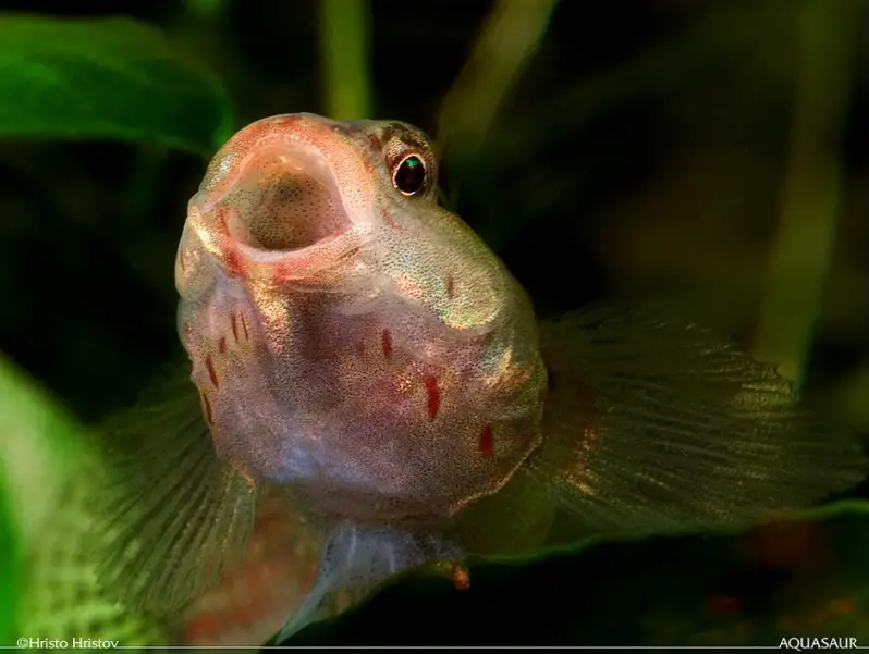 Rhino Fish Rhino Pleco (Pterygoplichthys Scrophus) | Tropical Fish