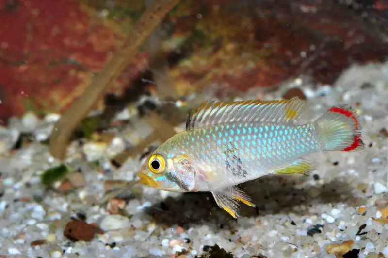 Topic: Apistogramma panduro and Pangio cf alternans — Seriously Fish
