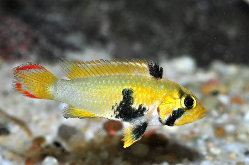 Apistogramma Panduro