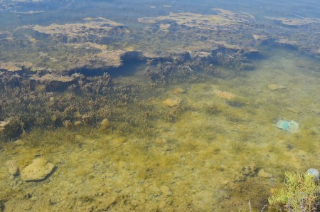 Apricaphanius iberus – Spanish Toothcarp, Fartet (ES) (Aphanius iberus ...