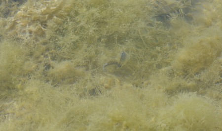 Apricaphanius iberus – Spanish Toothcarp, Fartet (ES) (Aphanius iberus ...