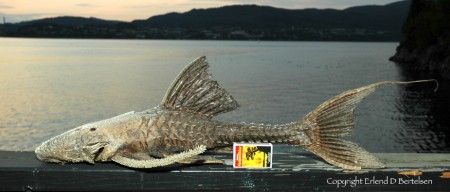 Acanthicus adonis – Polka Dot Lyre Tail Pleco, Elfenwels (DE ...