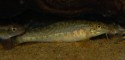 Paracanthocobitis botia – Zipper Loach (Nemacheilus botia) — Seriously Fish