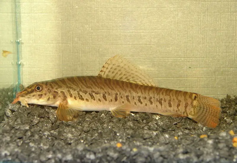 Paracanthocobitis pictilis – Cherry-fin Loach (Acanthocobitis pictilis ...