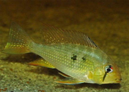 Acarichthys heckelii (Threadfin Acara) — Seriously Fish