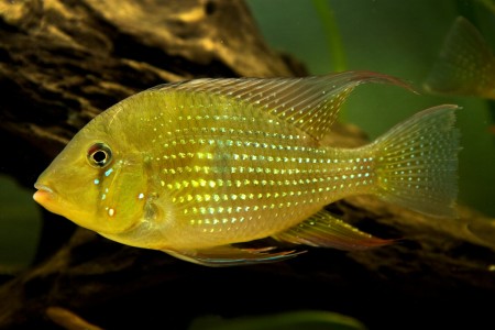 Acarichthys heckelii (Threadfin Acara) — Seriously Fish