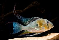 Acarichthys heckelii (Threadfin Acara) — Seriously Fish
