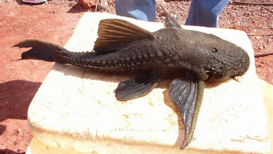 Acanthicus hystrix – L155, Lyre Tail Pleco, Schwarze Elfenwels (DE ...