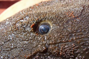 Acanthicus hystrix (Lyre Tail Plec, L155) — Seriously Fish