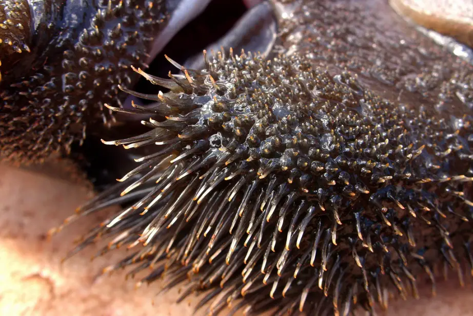 Acanthicus hystrix – L155, Lyre Tail Pleco, Schwarze Elfenwels (DE ...