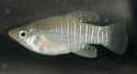 Fundulus xenicus – Diamond Killifish, Diamant-Killifisch (DE) (Adinia ...