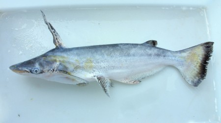 Ageneiosus inermis – Manduba — Seriously Fish