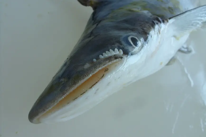 Ageneiosus inermis – Manduba — Seriously Fish