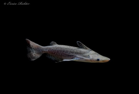 Ageneiosus marmoratus – Bottlenose Catfish — Seriously Fish