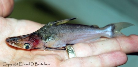 Ageneiosus ucayalensis – Duck Catfish — Seriously Fish