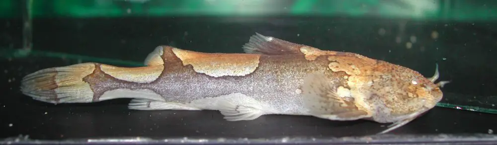 Akysis longifilis – Sittaung Stream Catfish, Rautenflecken-Zwergwels ...