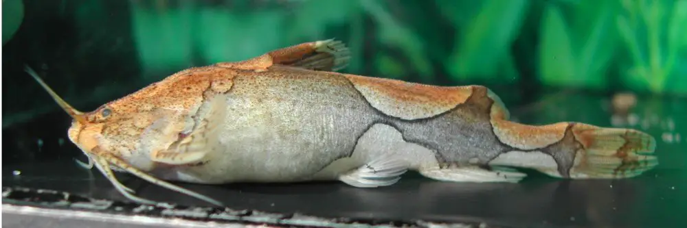 Akysis longifilis – Sittaung Stream Catfish, Rautenflecken-Zwergwels ...