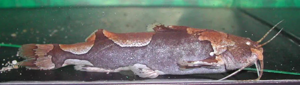 Akysis portellus – Smallmouth Stream Catfish, Rautenflecken-Zwergwels ...