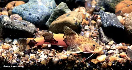 Akysis pulvinatus – Kra Stream Catfish — Seriously Fish