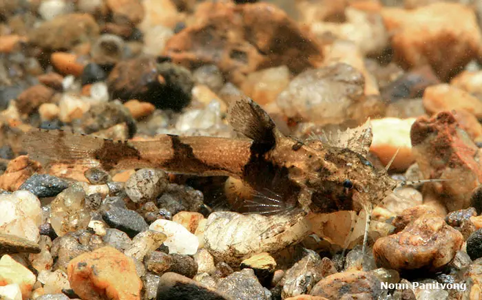 Akysis varius – Variable Stream Catfish — Seriously Fish