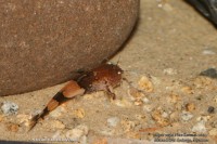 Akysis vespa – Orange-Banded Hillstream Catfish — Seriously Fish
