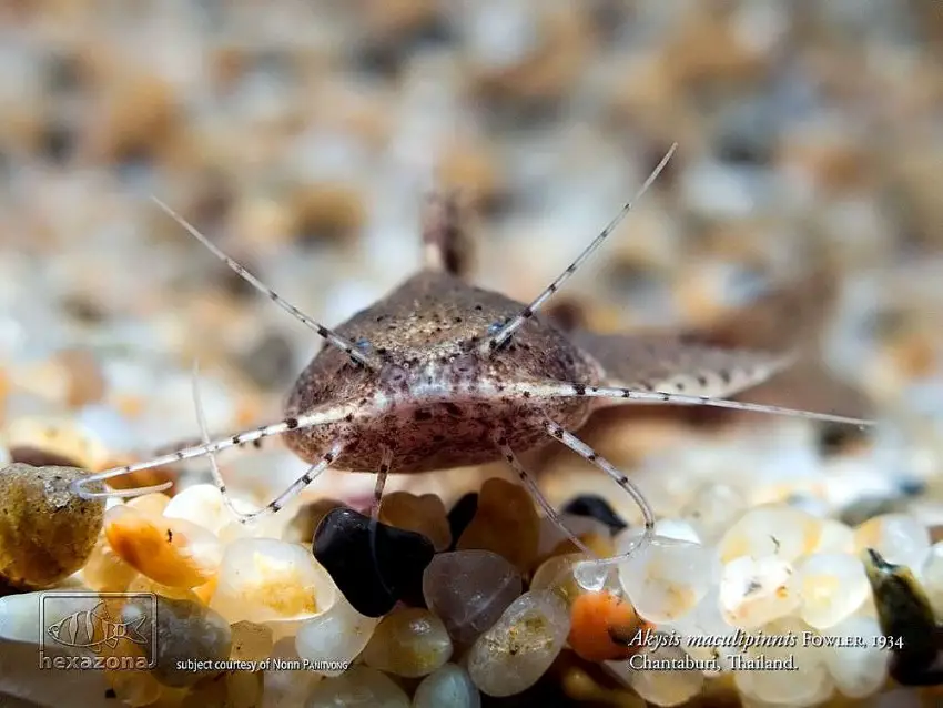 Akysis maculipinnis – Spotfin Stream Catfish — Seriously Fish