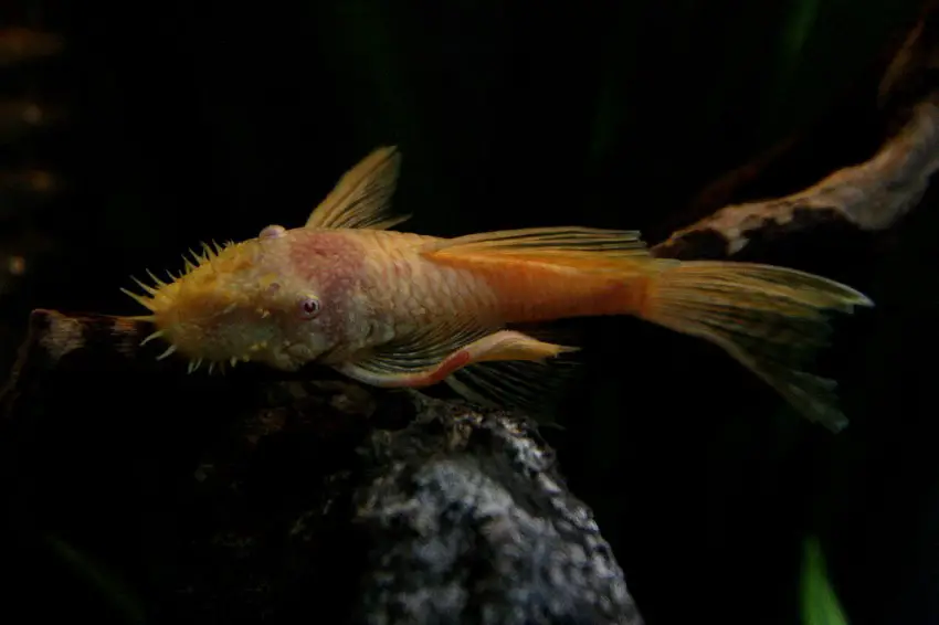 Ancistrus sp. ‘3’ – Common Bristlenose Catfish, Antennenwels (DE ...