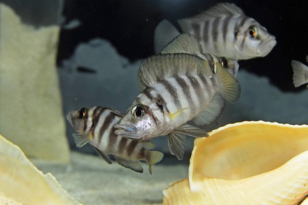 Altolamprologus compressiceps – Compressed Cichlid, Nanderbuntbarsch ...