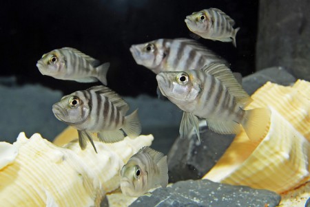 Altolamprologus compressiceps – Compressed Cichlid, Nanderbuntbarsch ...