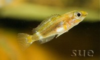 Altolamprologus calvus – Calvus Cichlid, Pearly Lamprologus ...