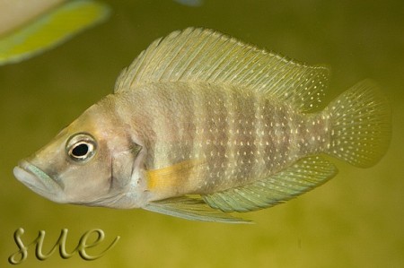 Altolamprologus calvus – Calvus Cichlid, Pearly Lamprologus ...