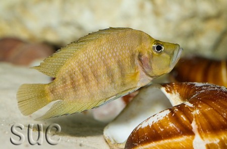 Altolamprologus compressiceps – Compressed Cichlid, Nanderbuntbarsch ...