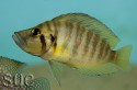 Altolamprologus compressiceps – Compressed Cichlid, Nanderbuntbarsch ...
