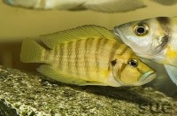 Altolamprologus compressiceps – Compressed Cichlid, Nanderbuntbarsch ...