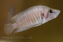 Altolamprologus compressiceps – Compressed Cichlid, Nanderbuntbarsch ...