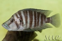 Altolamprologus compressiceps – Compressed Cichlid, Nanderbuntbarsch ...