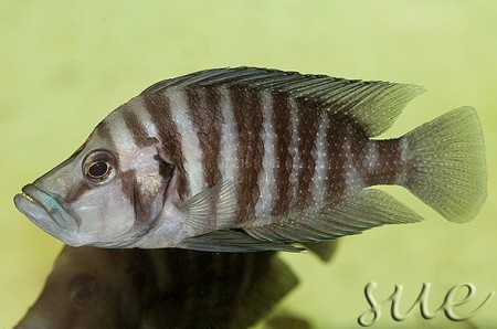 Altolamprologus compressiceps – Compressed Cichlid, Nanderbuntbarsch ...