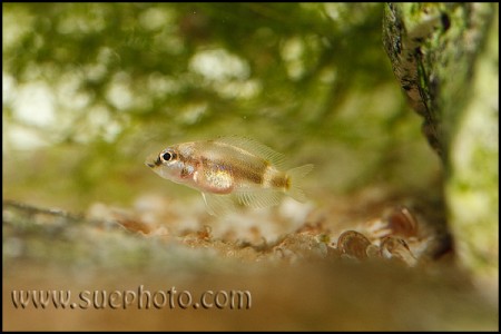 Altolamprologus compressiceps – Compressed Cichlid, Nanderbuntbarsch ...