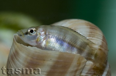 Altolamprologus compressiceps – Compressed Cichlid, Nanderbuntbarsch ...
