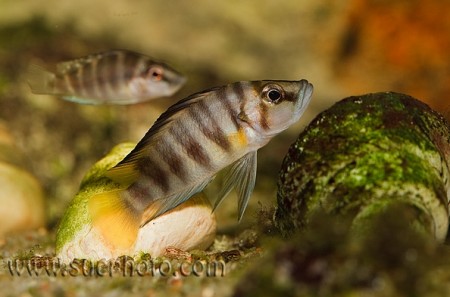 Altolamprologus compressiceps – Compressed Cichlid, Nanderbuntbarsch ...