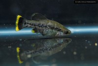 Ameca splendens – Butterfly Goodeid, Butterfly Splitfin, Ameca ...