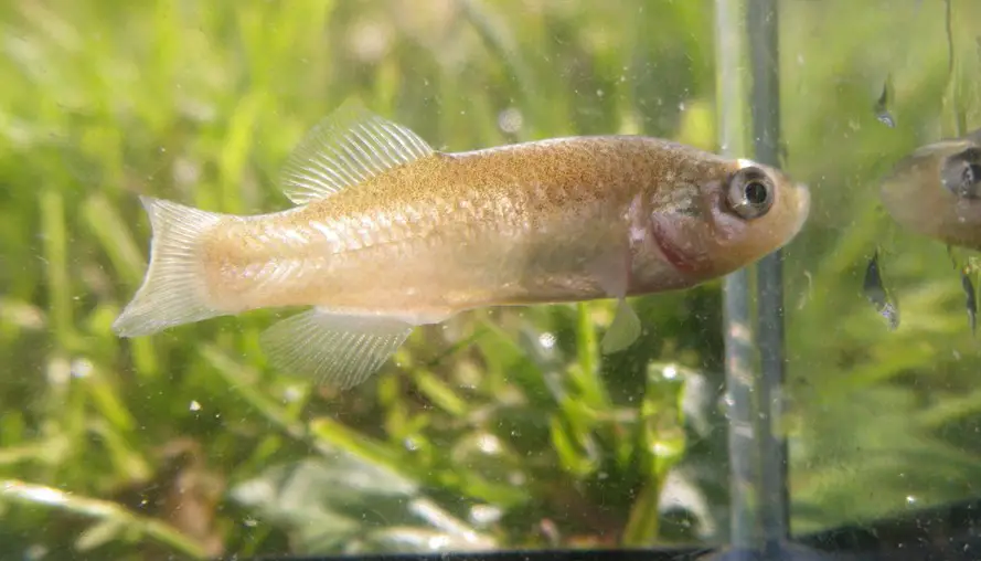 Tellia apoda – Footless Toothcarp (Aphanius apodus) — Seriously Fish