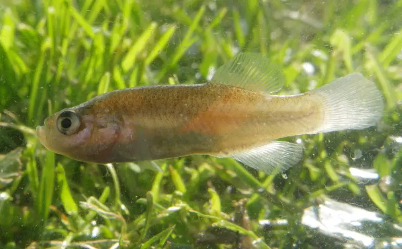 Aphanius apodus — Seriously Fish