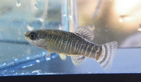 Apricaphanius iberus – Spanish Toothcarp, Fartet (ES) (Aphanius iberus ...