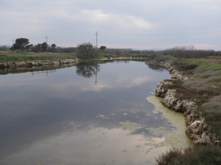 Apricaphanius iberus – Spanish Toothcarp, Fartet (ES) (Aphanius iberus ...
