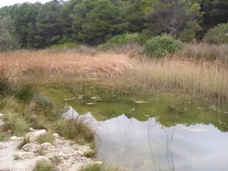 Apricaphanius iberus – Spanish Toothcarp, Fartet (ES) (Aphanius iberus ...