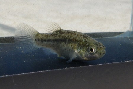 Apricaphanius saourensis – Sahara Toothcarp (Aphanius saourensis ...