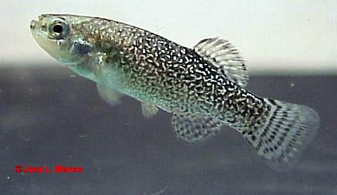 Apricaphanius saourensis – Sahara Toothcarp (Aphanius saourensis ...