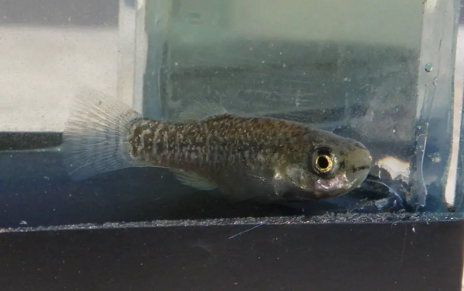 Apricaphanius saourensis – Sahara Toothcarp (Aphanius saourensis ...